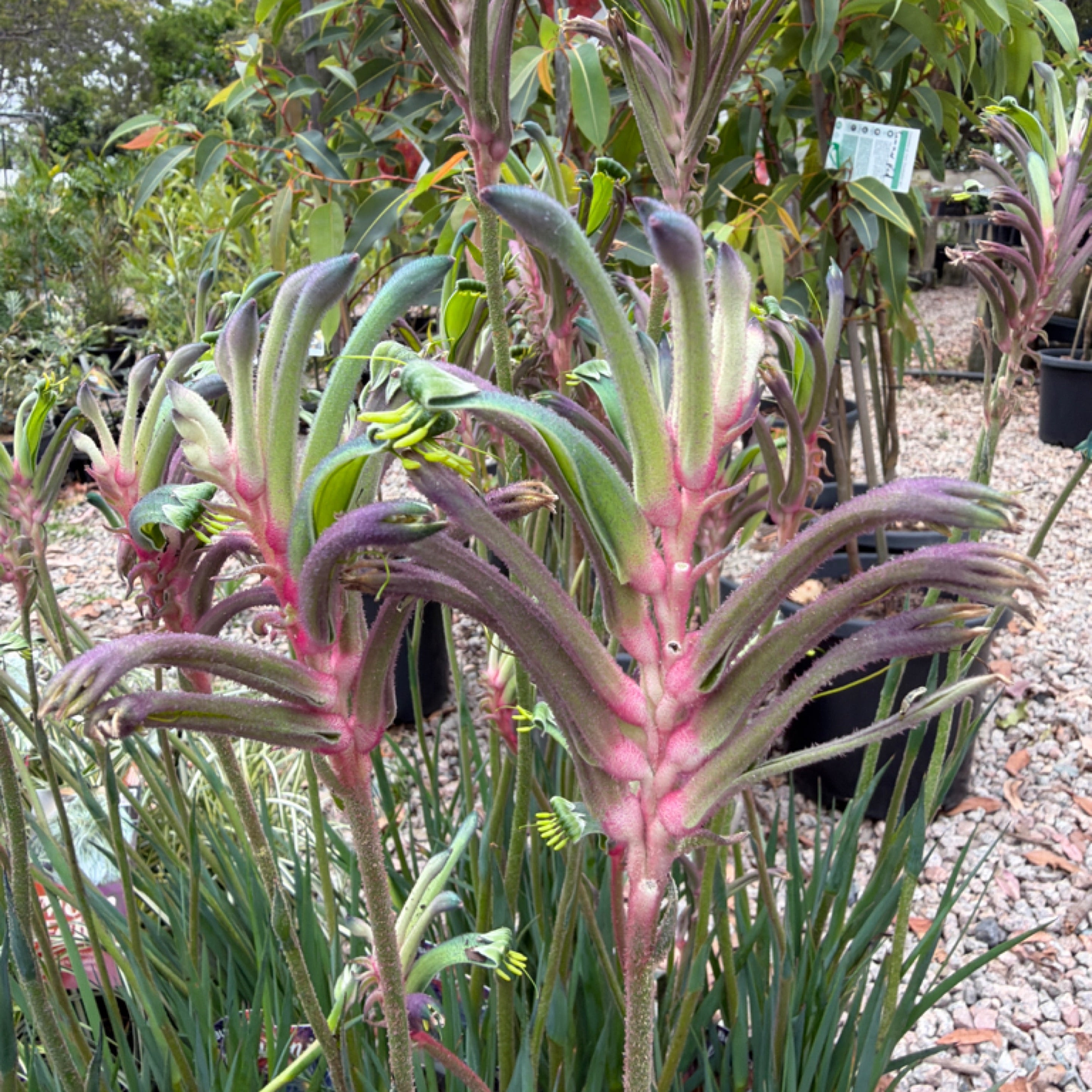 Anigozanthos Bush Celebrations PBR ‘Fireworks’ – Electric Pink & Blue ...