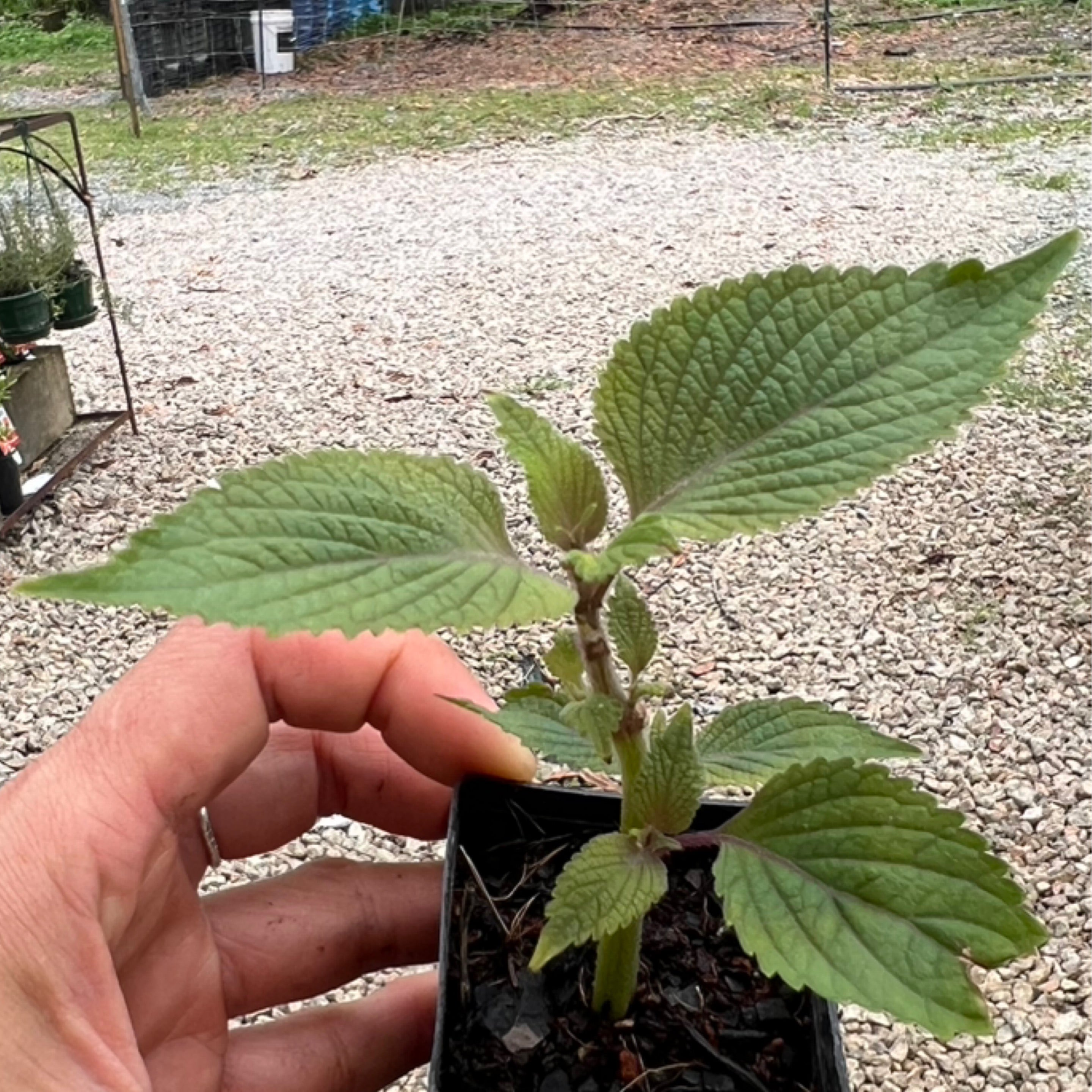 Shiso - Japanese Red | Zephyr Forest