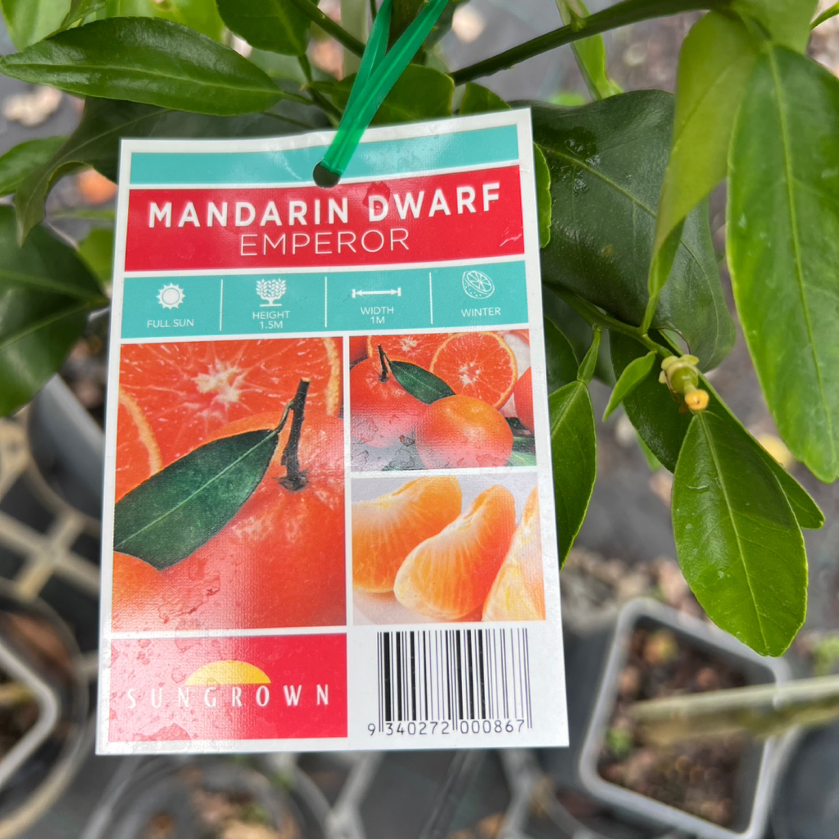 Buy Emperor Mandarin Trees | Grafted, Sweet Citrus - Zephyr Forest ...