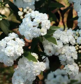 Spirea Double White May | Zephyr Forest