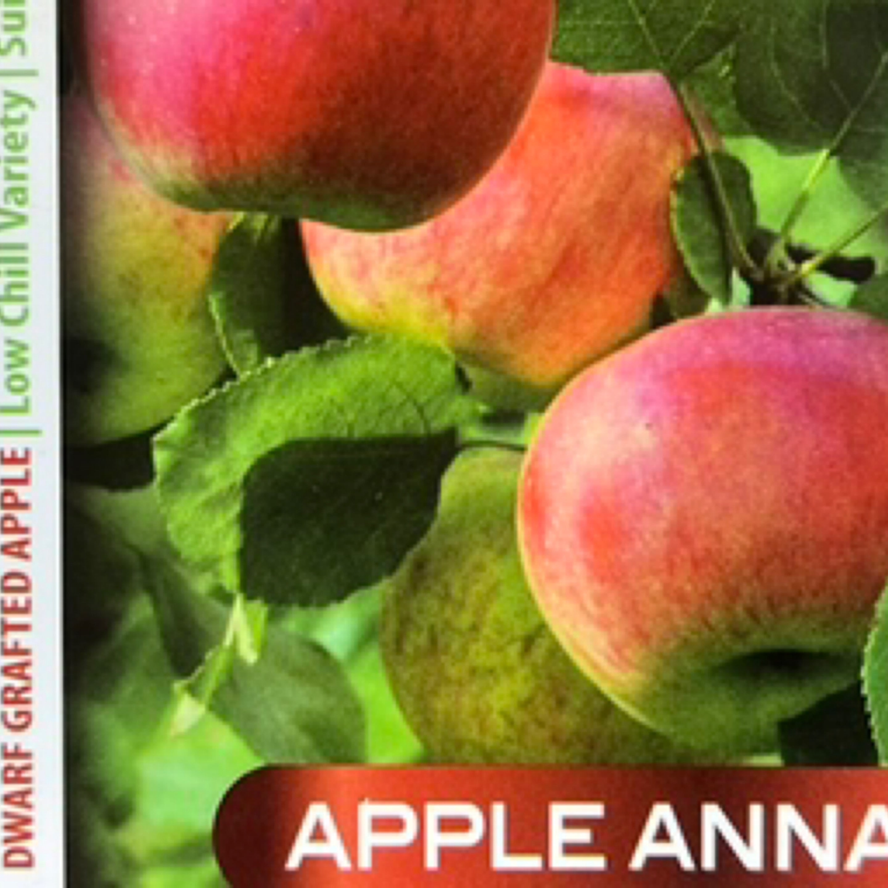 Apple ‘Anna’ Dwarf | Sweet, Crisp Apple Tree for Warm Climates | Zephyr ...
