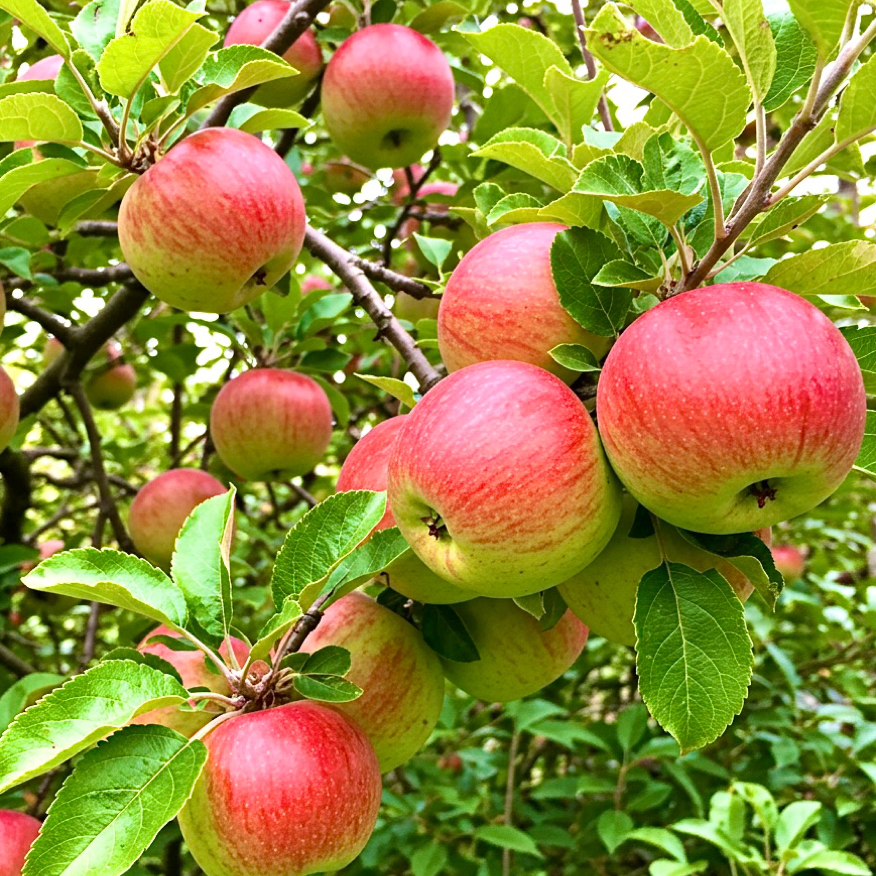 Apple ‘Anna’ Dwarf | Sweet, Crisp Apple Tree for Warm Climates | Zephyr ...