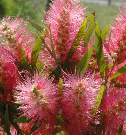 Callistemon ‘Candy Pink’ | Zephyr Forest