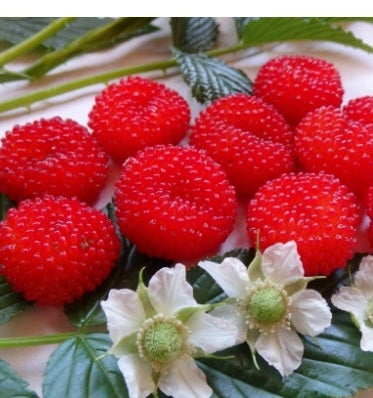 Rubus probus-Atherton raspberry | Zephyr Forest