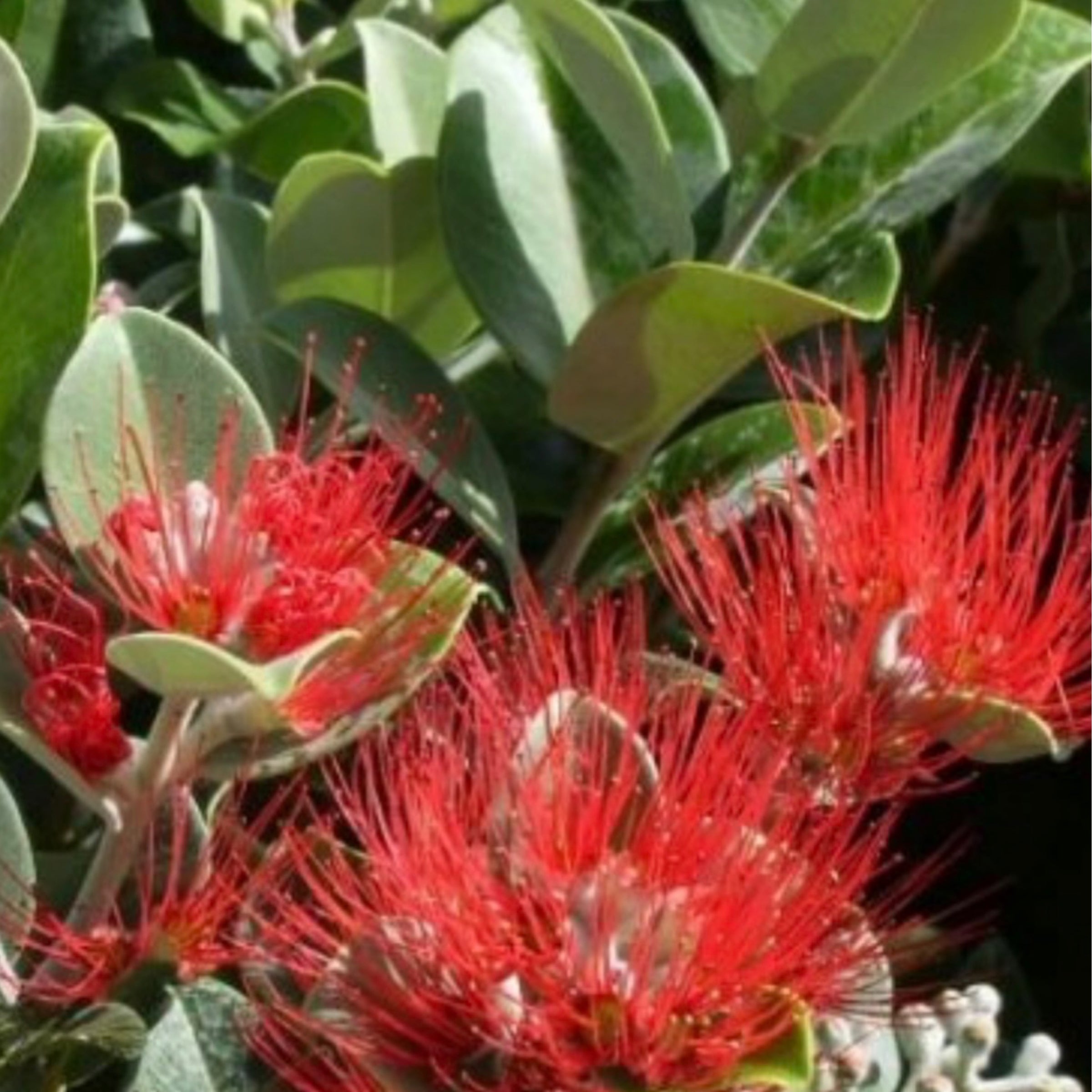 Quality Plants, Garden Solutions-Shop Online or In-store | Zephyr Forest