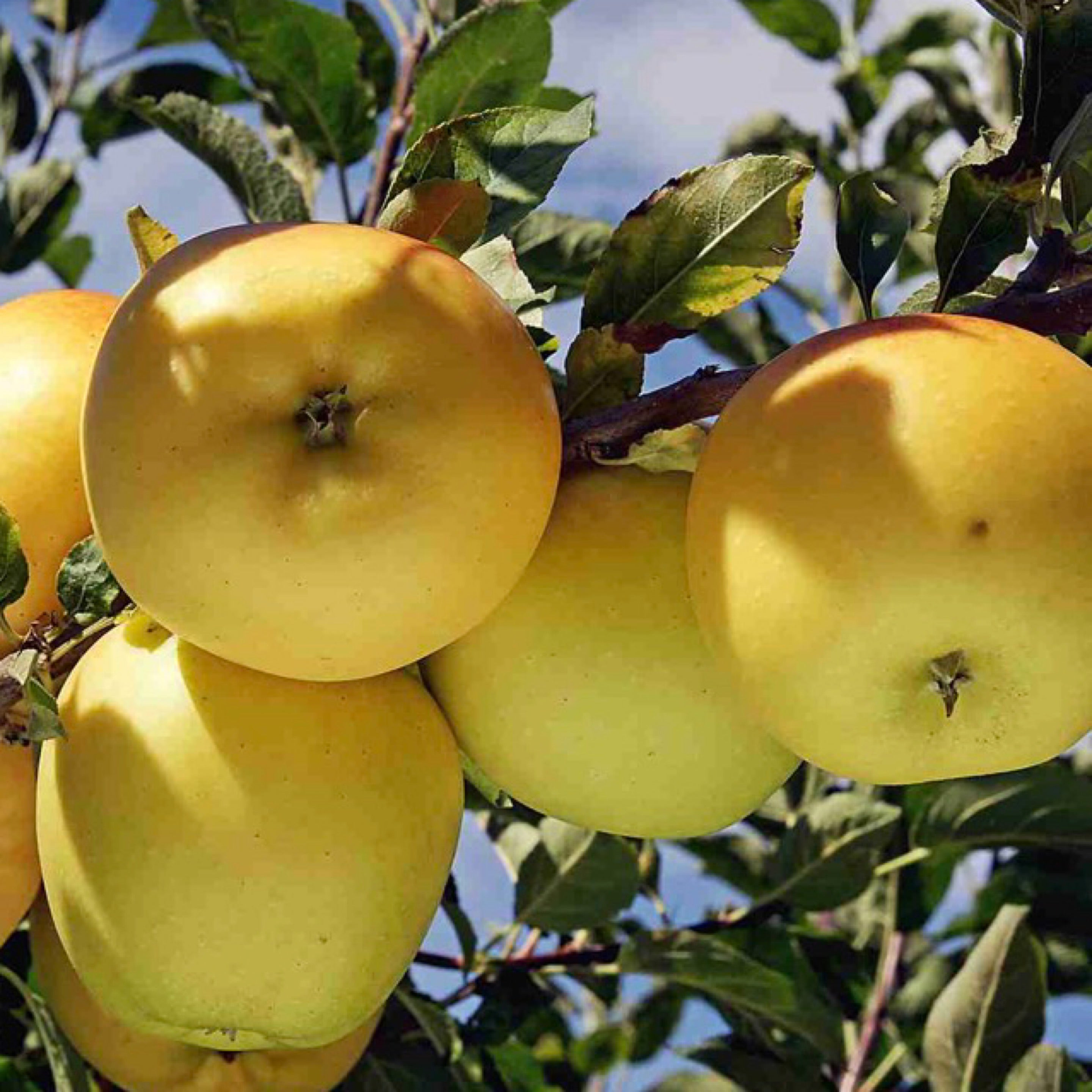 Apple ‘Dorsett Golden’ Dwarf | Sweet Tropic Apple — Golden Delicious ...