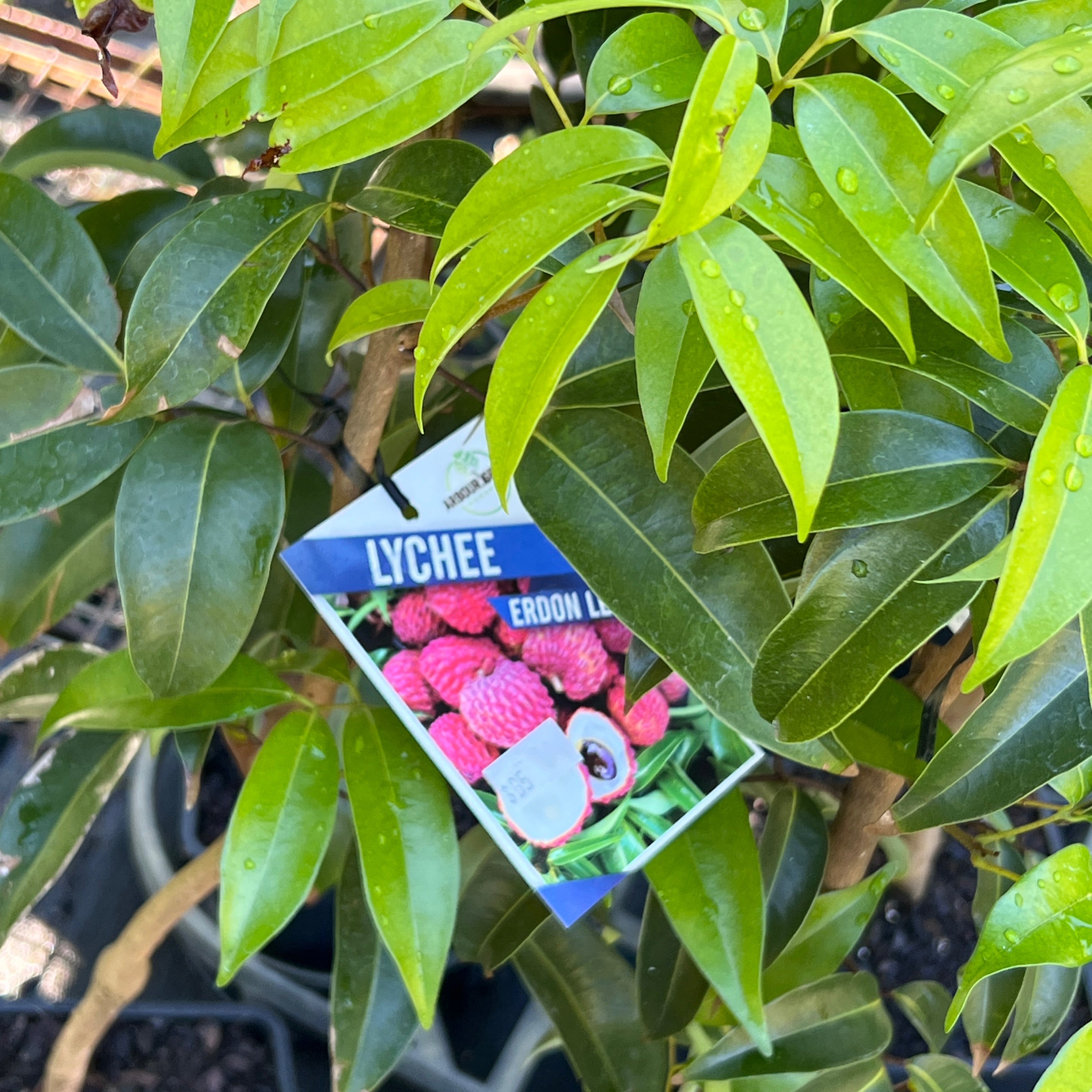 Lychee ‘Er Don Lee’ — Air-Layered Fruiting Tree | Large Sweet Fruit ...