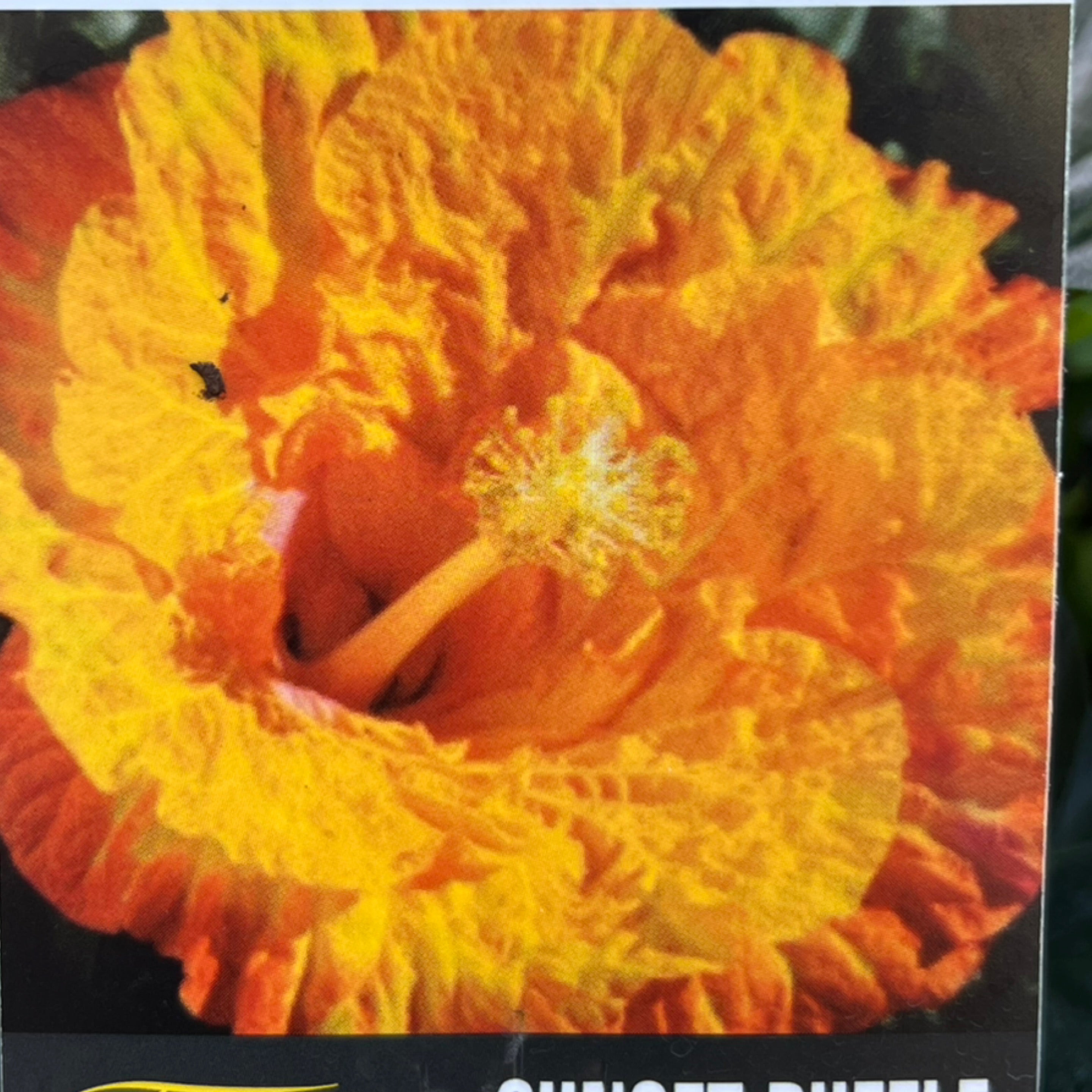 Hibiscus Fantasy Sunset Ruffle | Zephyr Forest