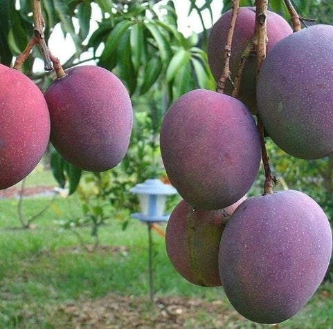 Mango Dwarf 'Palmer' | Zephyr Forest