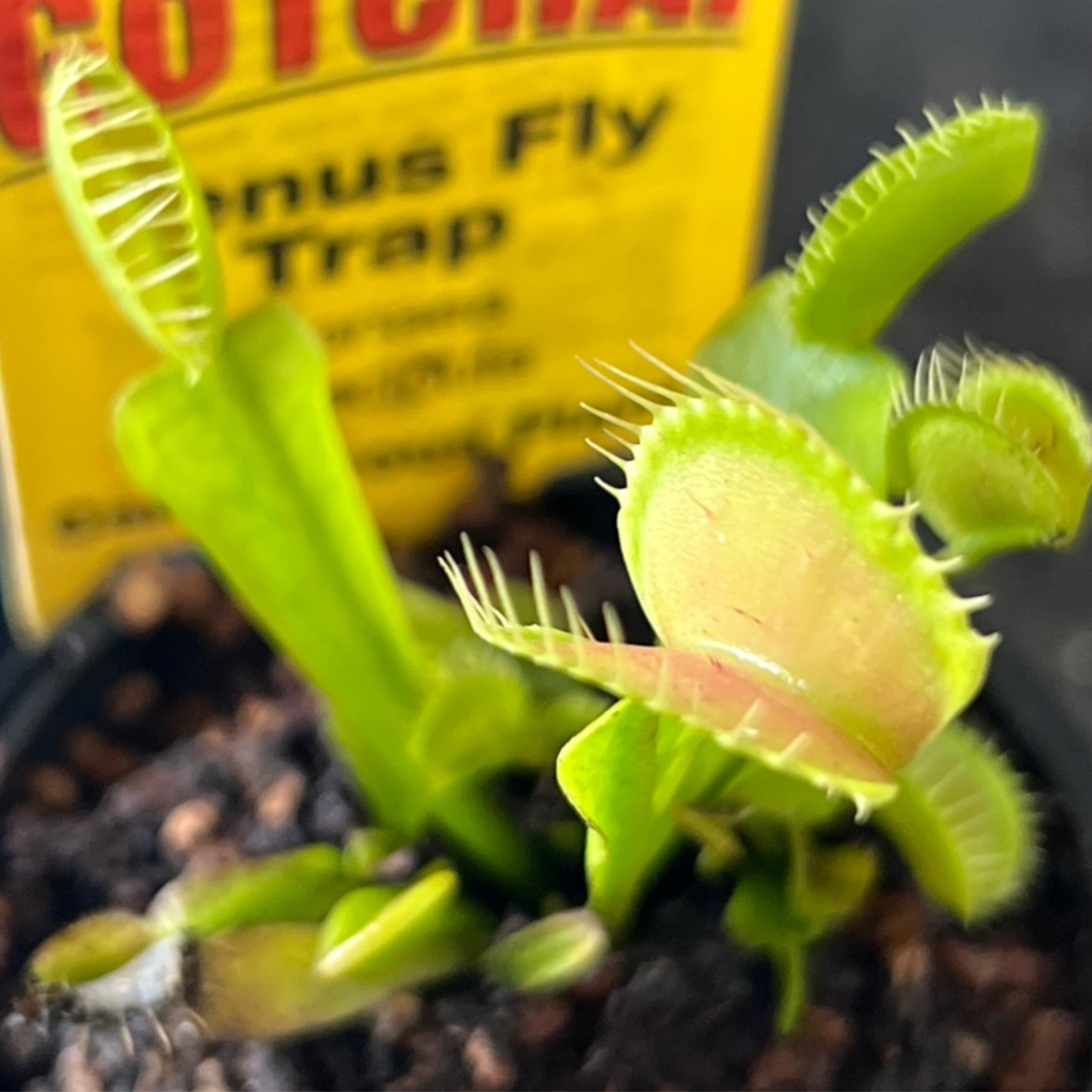 Venus Fly Trap | Zephyr Forest