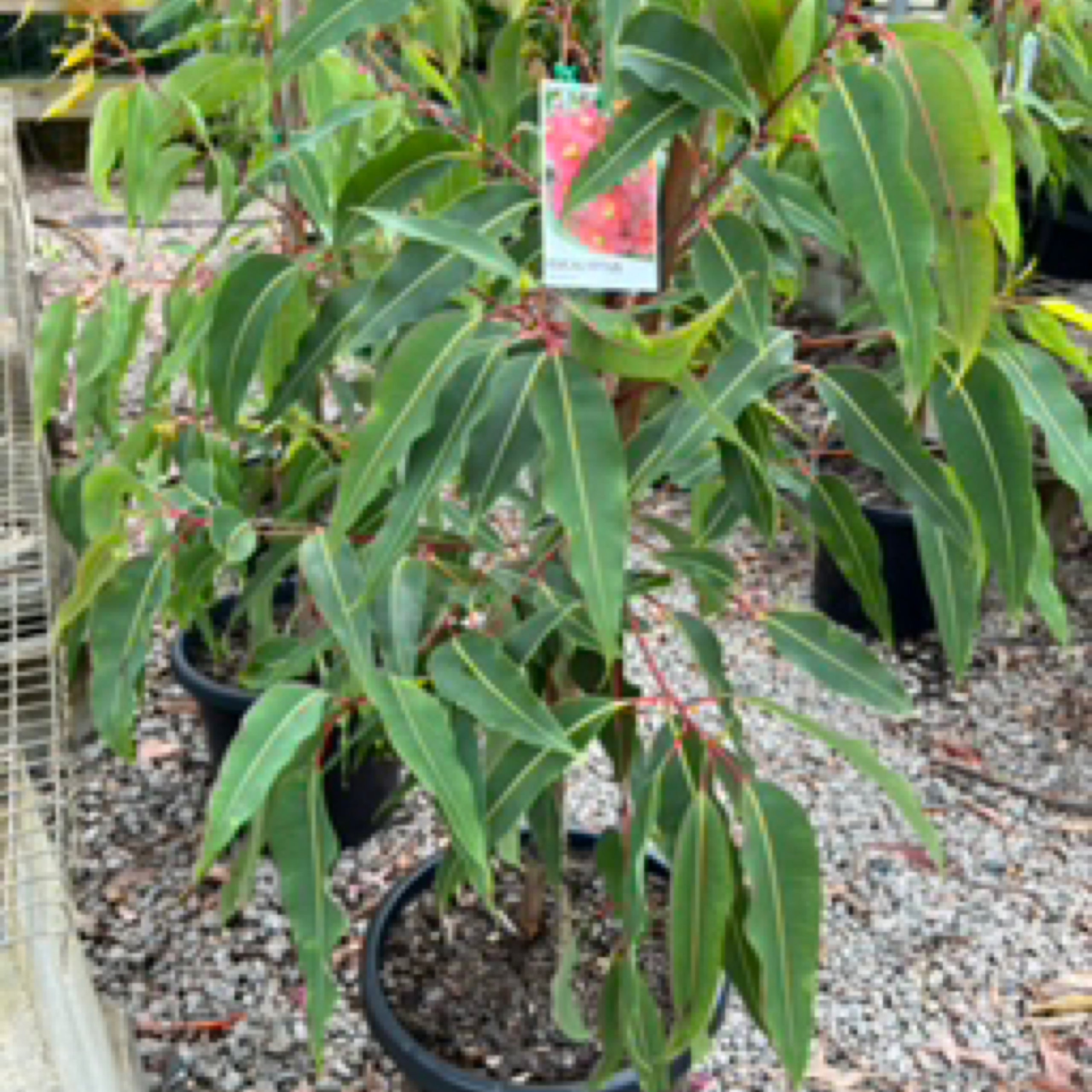 Eucalyptus Grafted Gums- Summer Red | Zephyr Forest