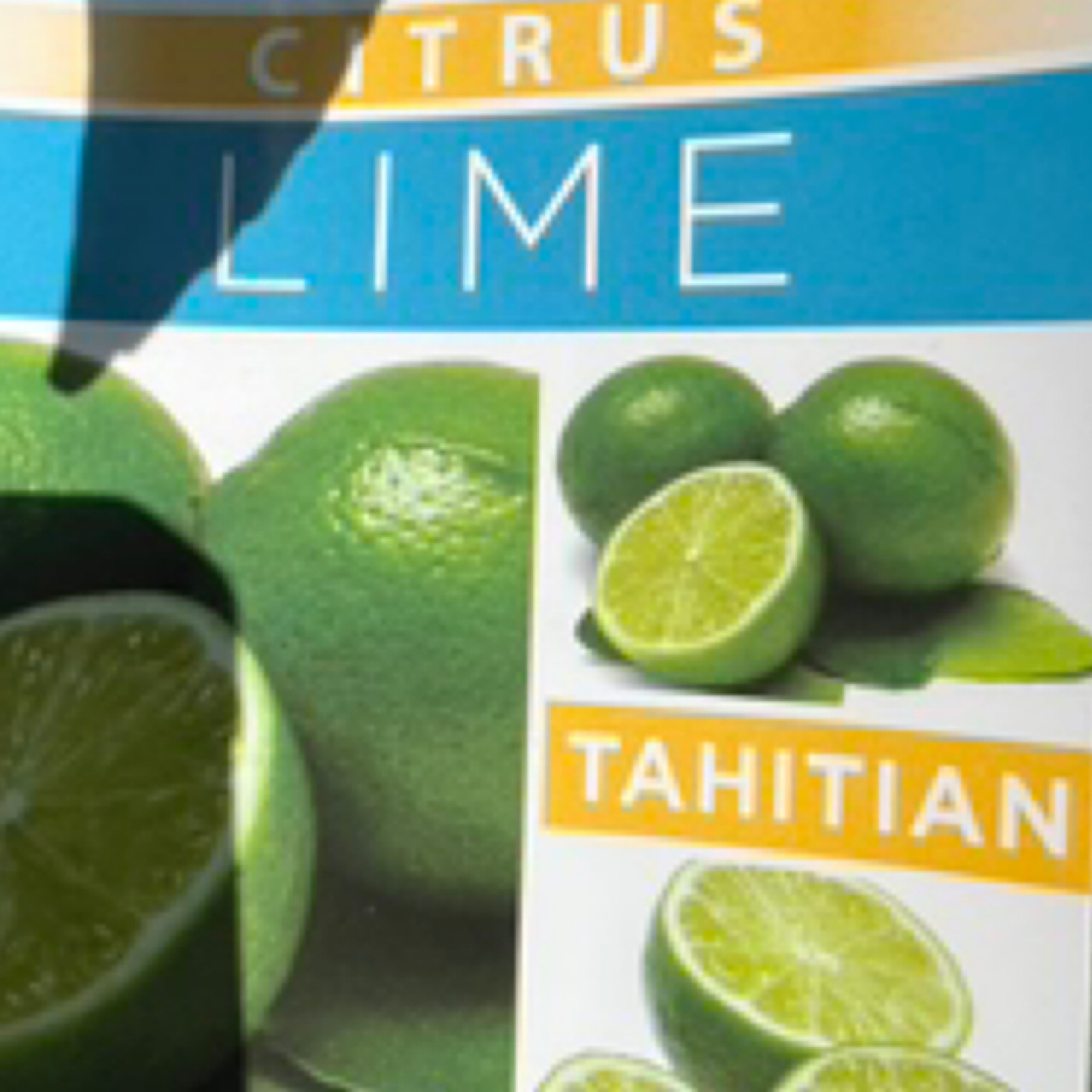 Tahitian Lime -Grafted | Zephyr Forest